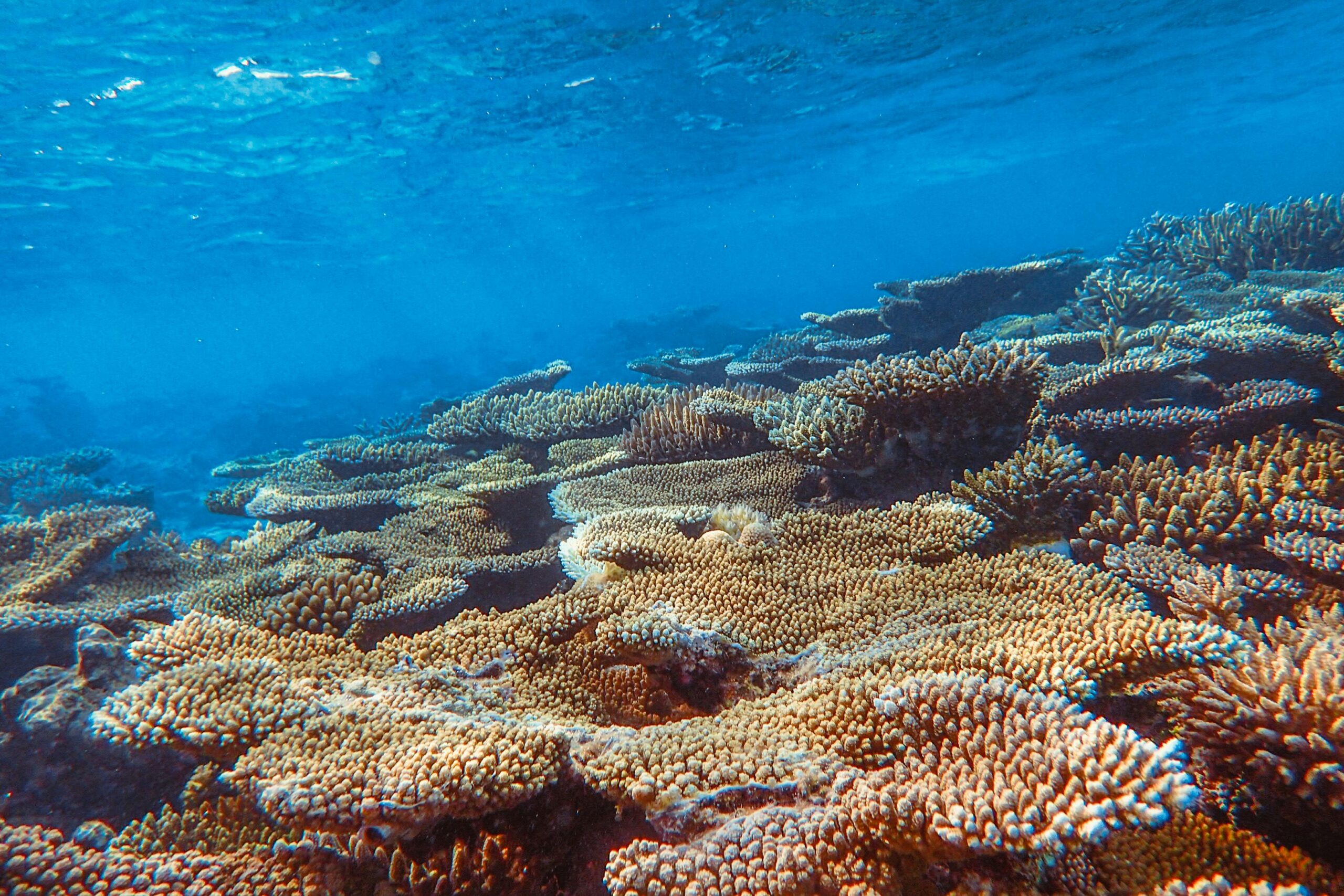 Coral Farming Innovation with Computer Vision - Accelvision